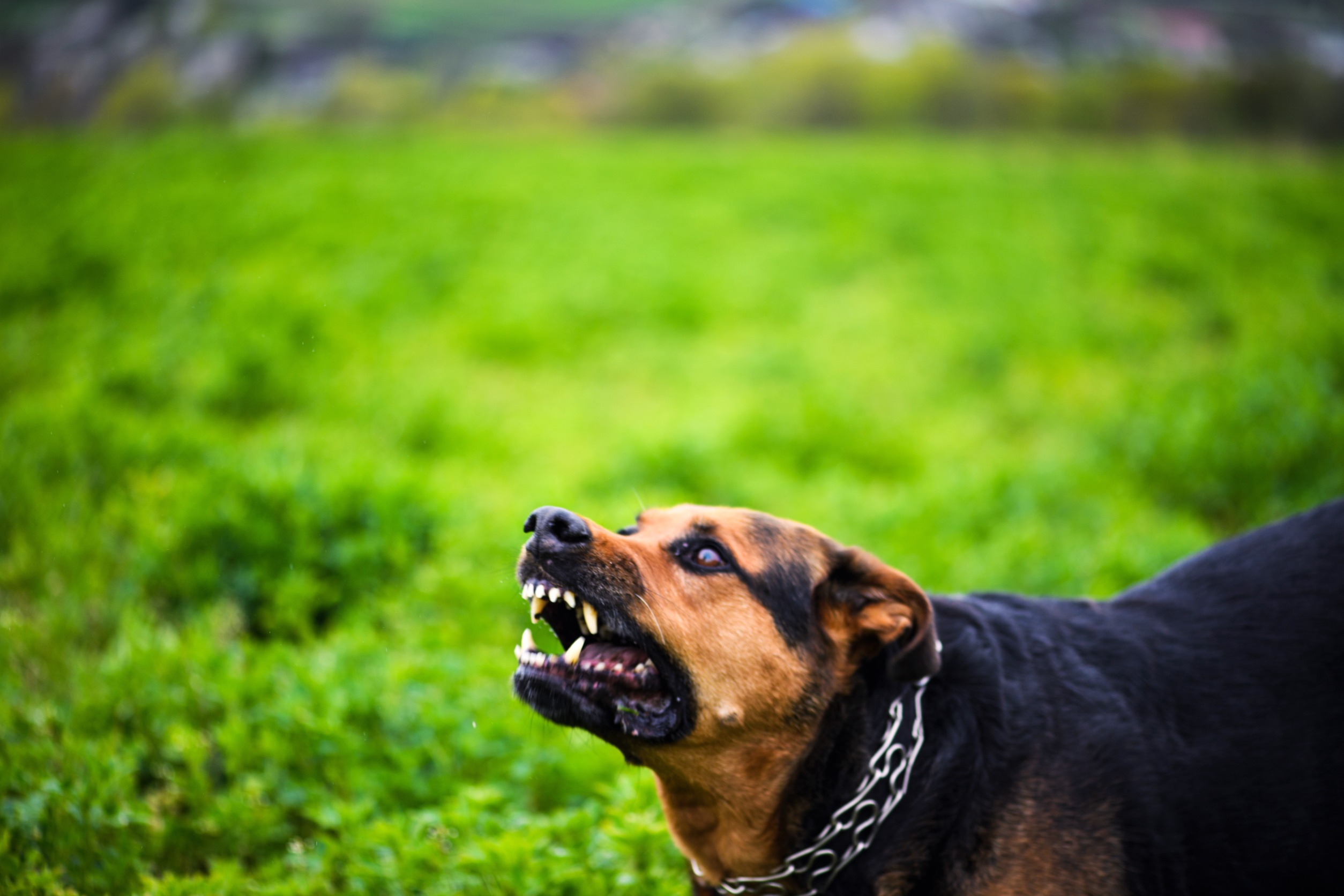 Stop Barking Dogs - Cease & Desist Letter - Kania Law Wagoner